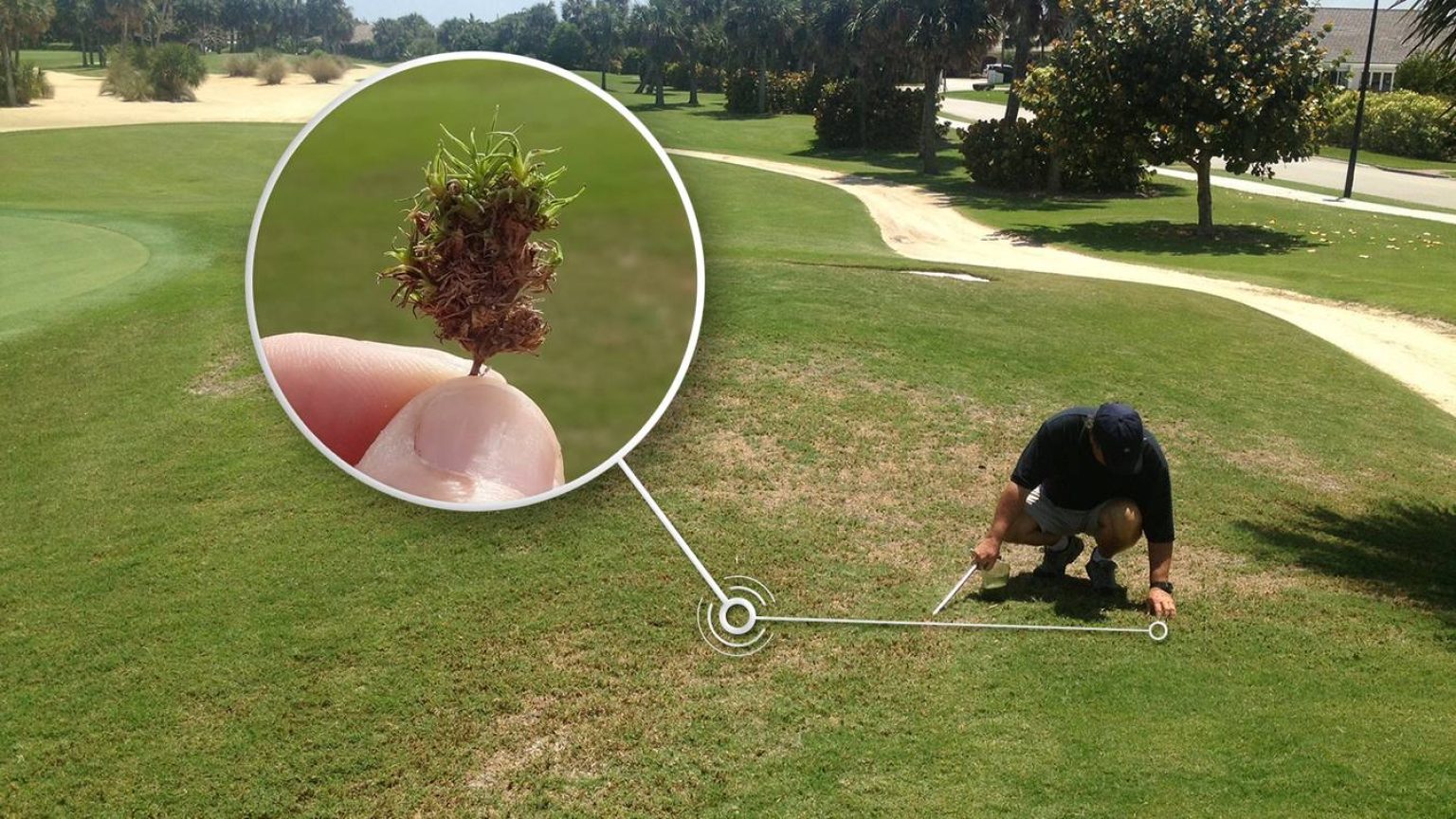 Grass mites: Info and control of the autumn mite - Tommy from Wisconsin