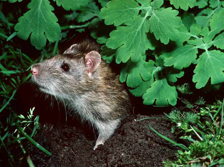 Rats in the garden: 7 tips for control — Tommy from Wisconsin