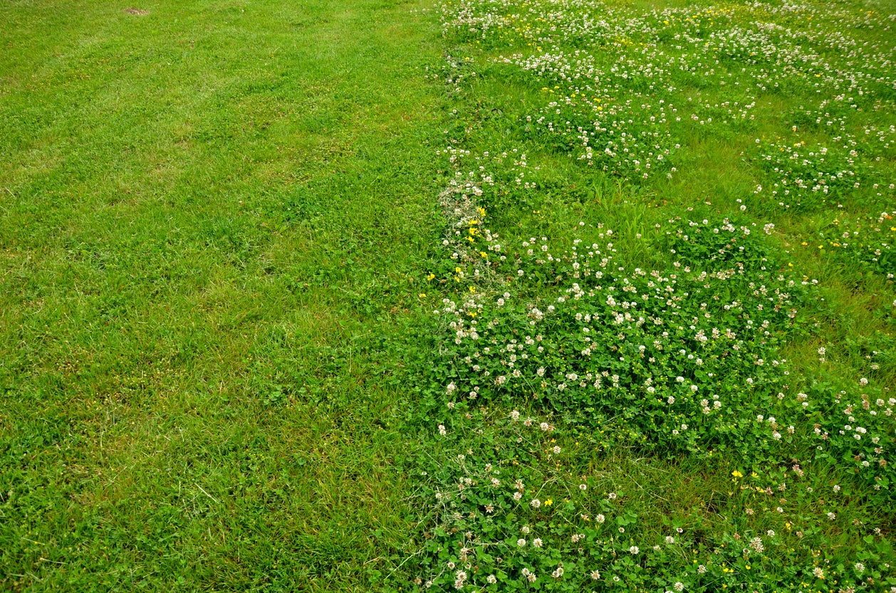 Effectively remove clover in the lawn - the best means - Tommy from ...